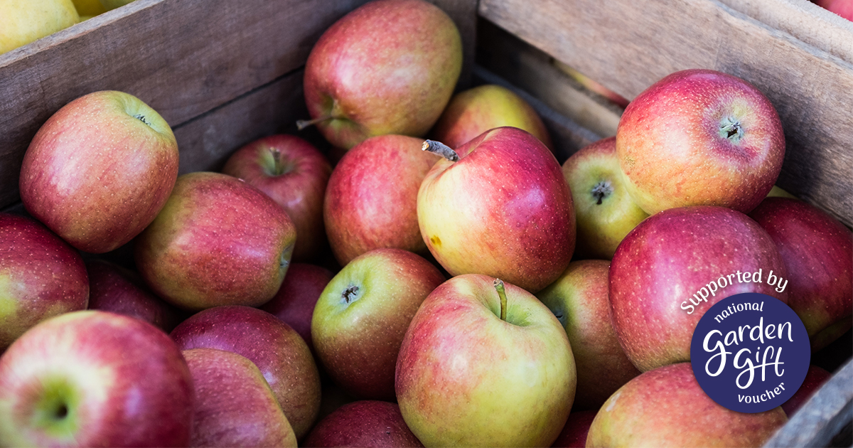 How to grow your own apples - National Children's Gardening Week